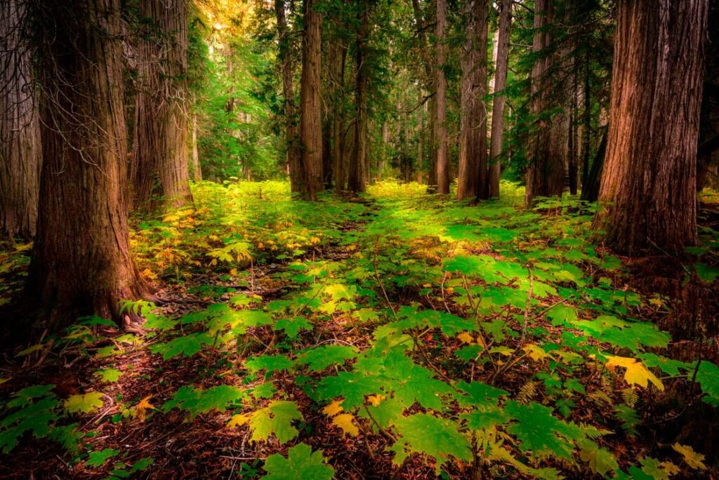 Hoh Rainforest Fine Art Photography - Michael Bjorge Fine Art