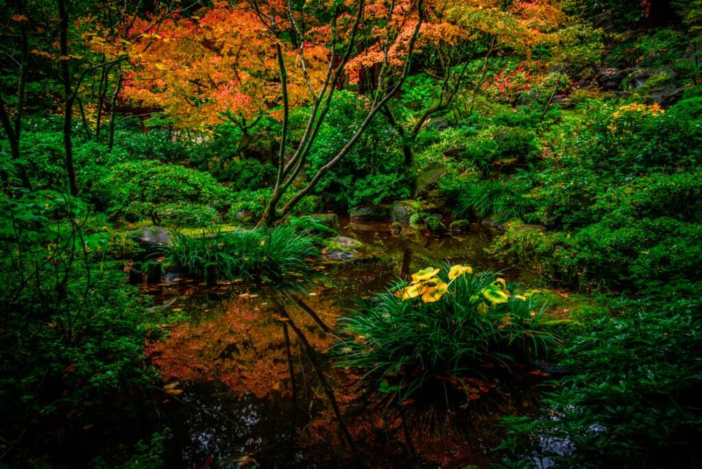 Hoh Rainforest Fine Art Photography - Michael Bjorge Fine Art
