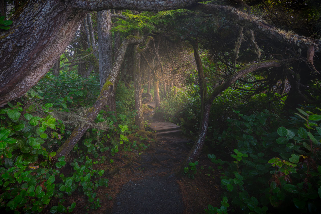 Hoh Rainforest Fine Art Photography - Michael Bjorge Fine Art