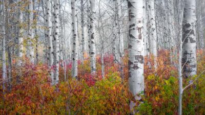 Hoh Rainforest Fine Art Photography - Michael Bjorge Fine Art