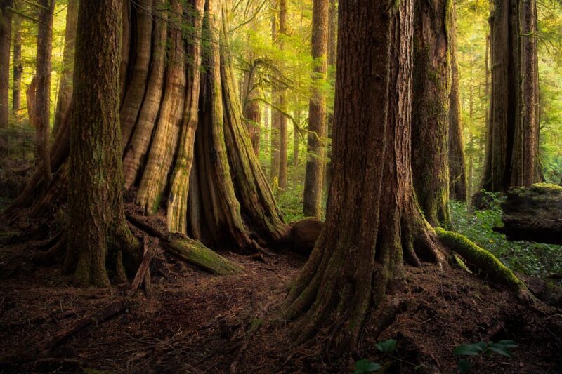 Hoh Rainforest Fine Art Photography - Michael Bjorge Fine Art