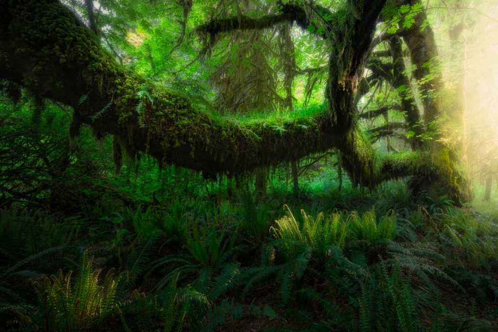 Hoh Rainforest Fine Art Photography - Michael Bjorge Fine Art
