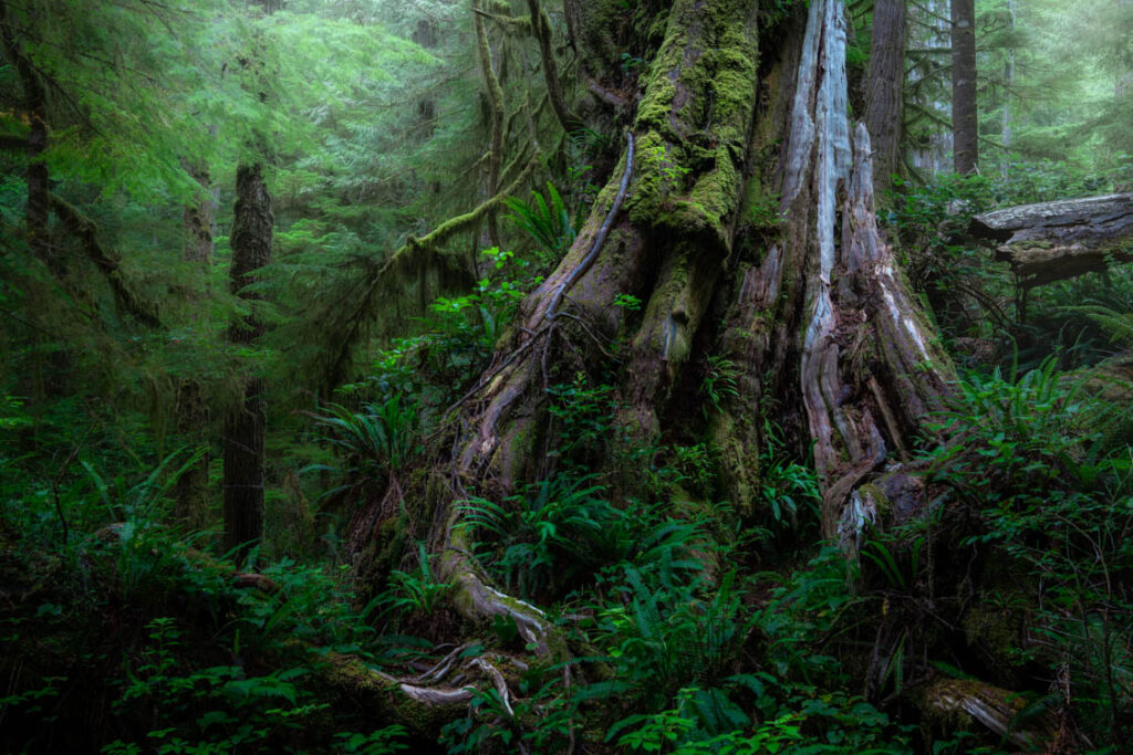 Vancouver Island Old Growth Forest Photography - Michael Bjorge Fine Art