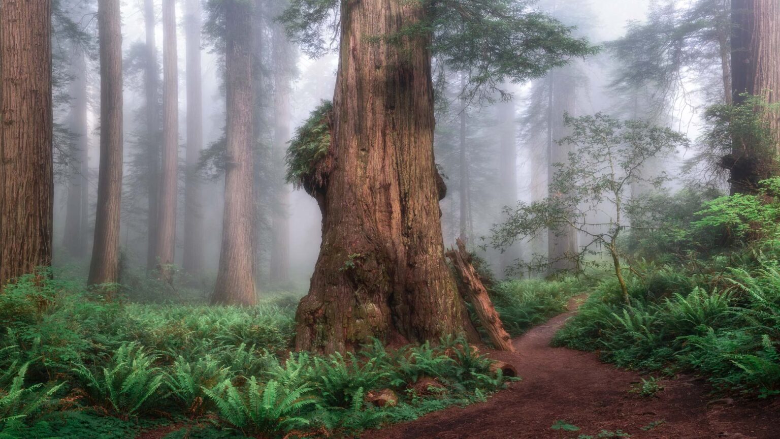 California Redwoods Photography Prints - Michael Bjorge Fine Art